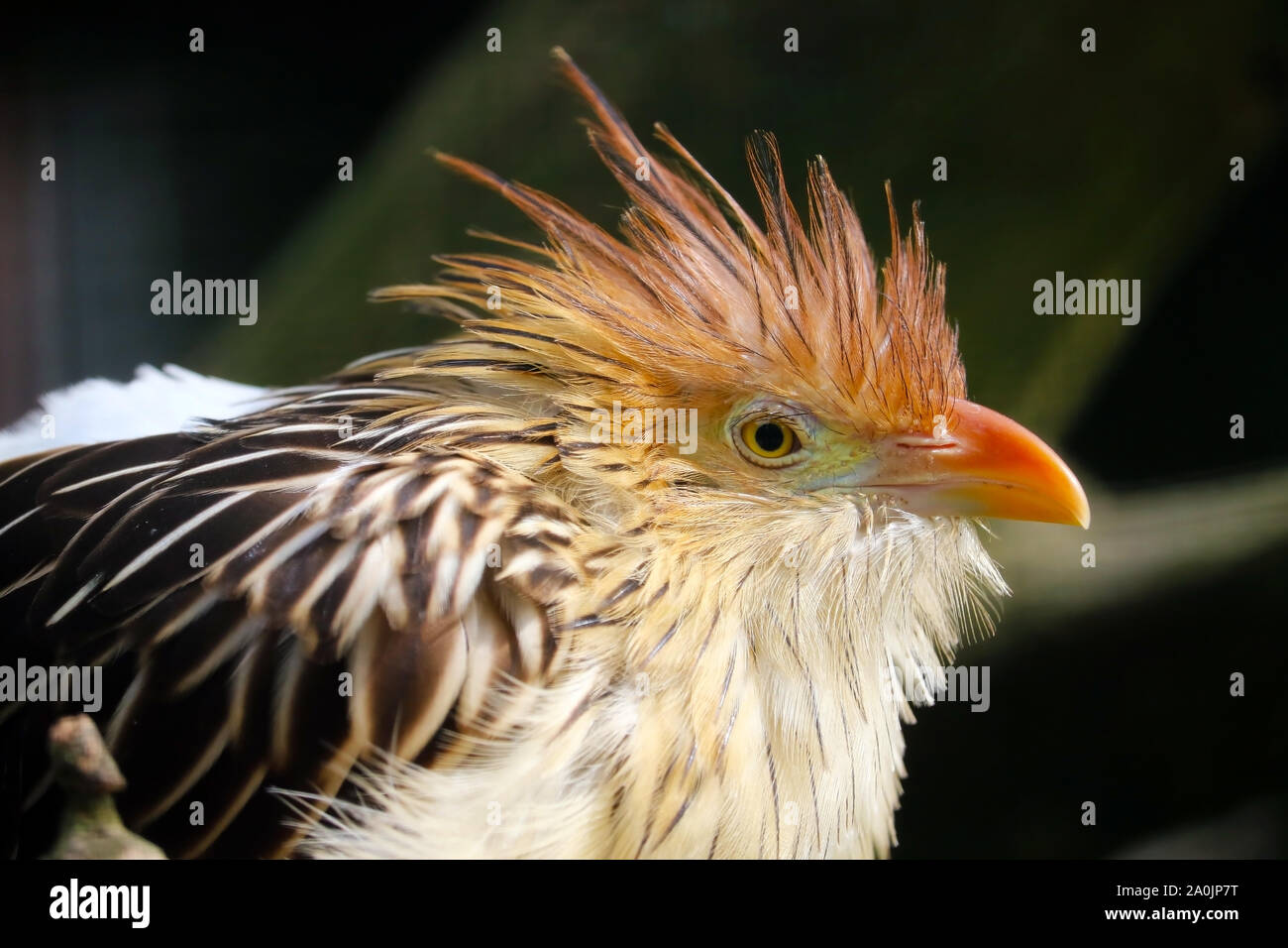 Funny crest hi-res stock photography and images - Alamy