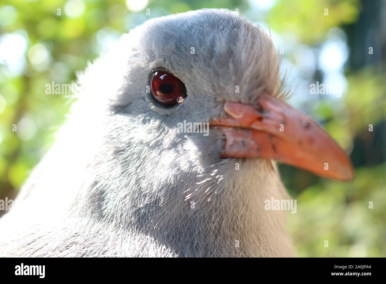 Head of an endangered and threatened rare kagu (rhynochetos jubatus) in ...