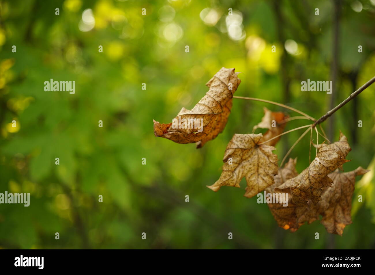 Maple tree twisted branches hi-res stock photography and images - Alamy