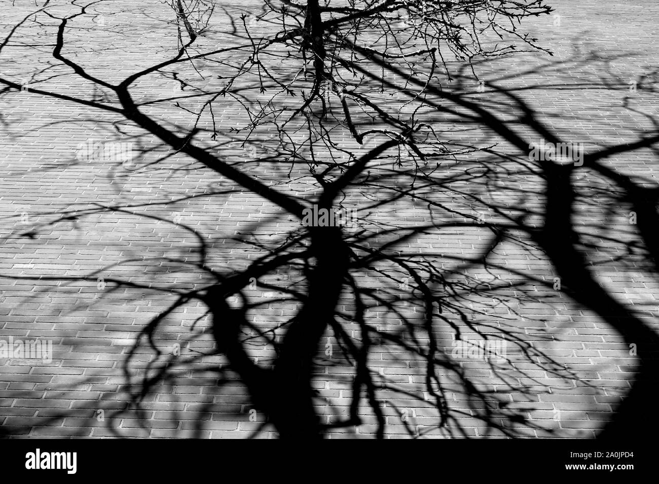 Three Creepy Shadows