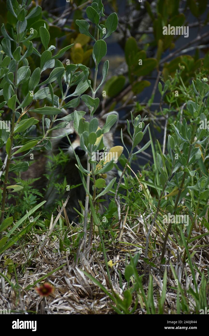 I created this wildlife picture of a Bandit-masked raccoon on the Black ...