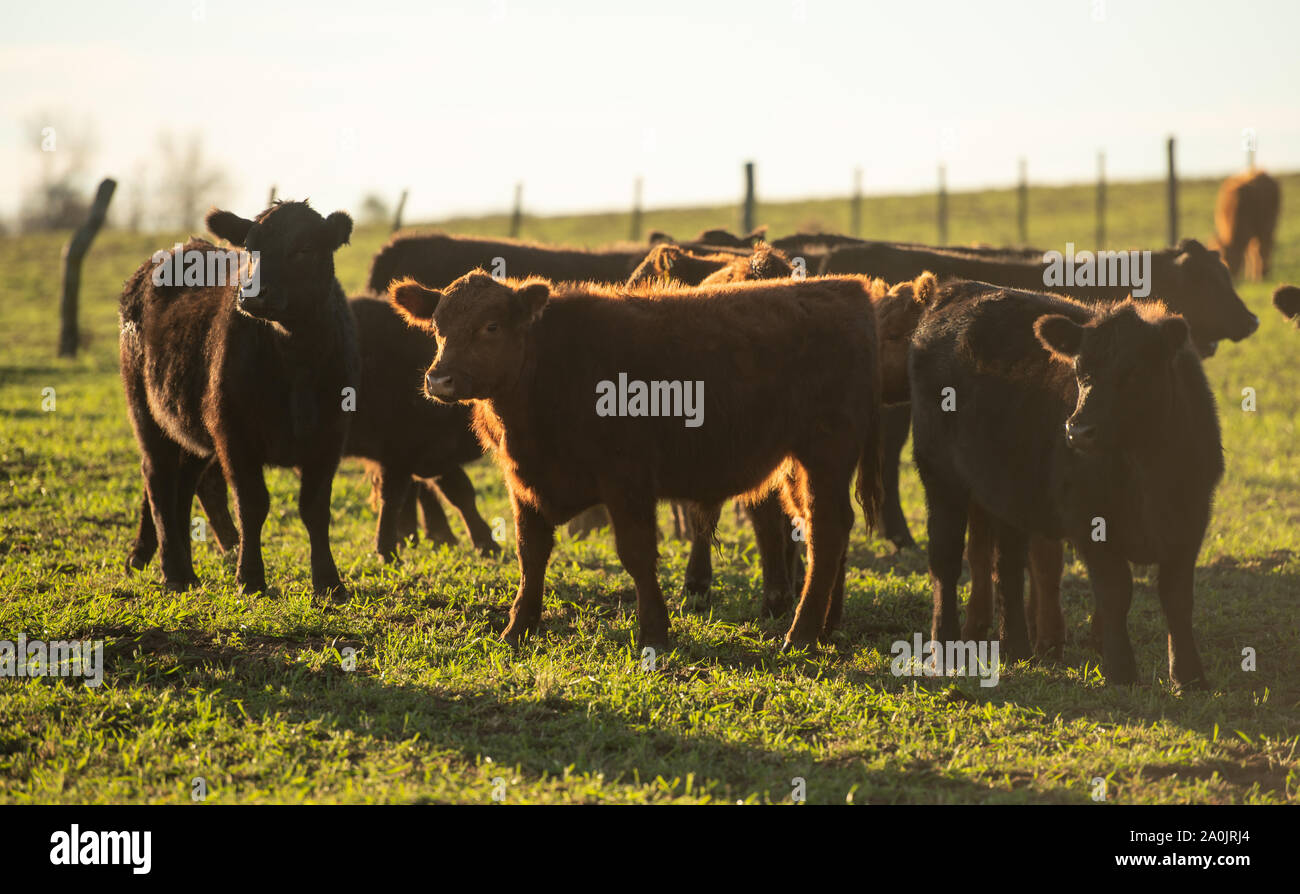 Young steers in field hi-res stock photography and images - Alamy