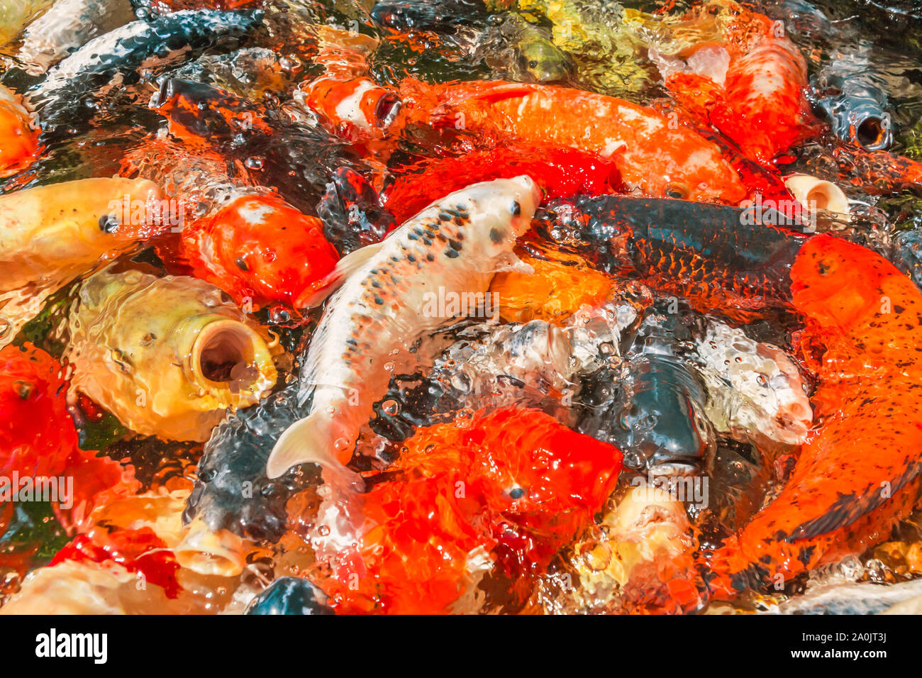 Many colorful koi fishes during feeding Stock Photo - Alamy