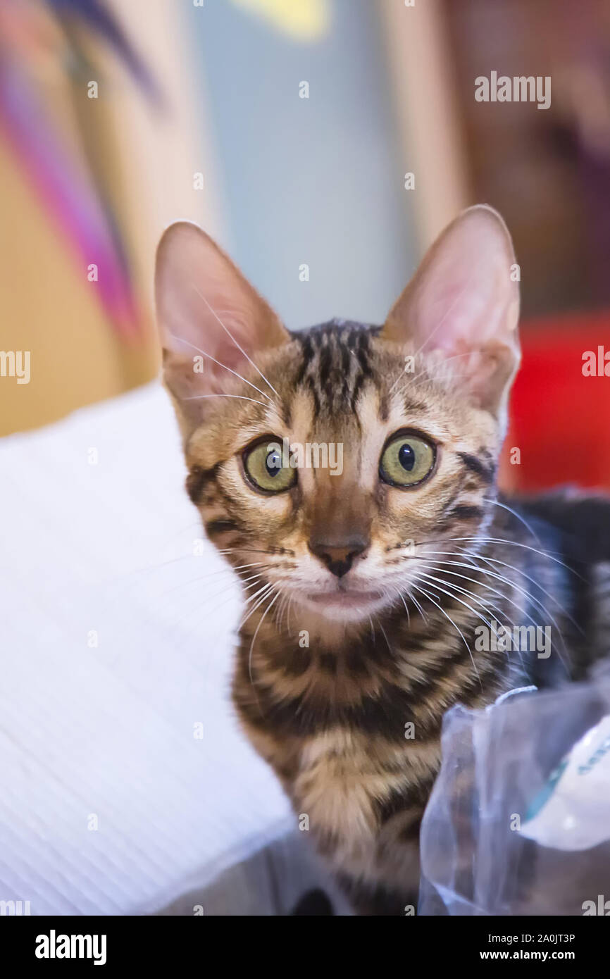 Bengal cat adult domestic hi-res stock photography and images - Alamy