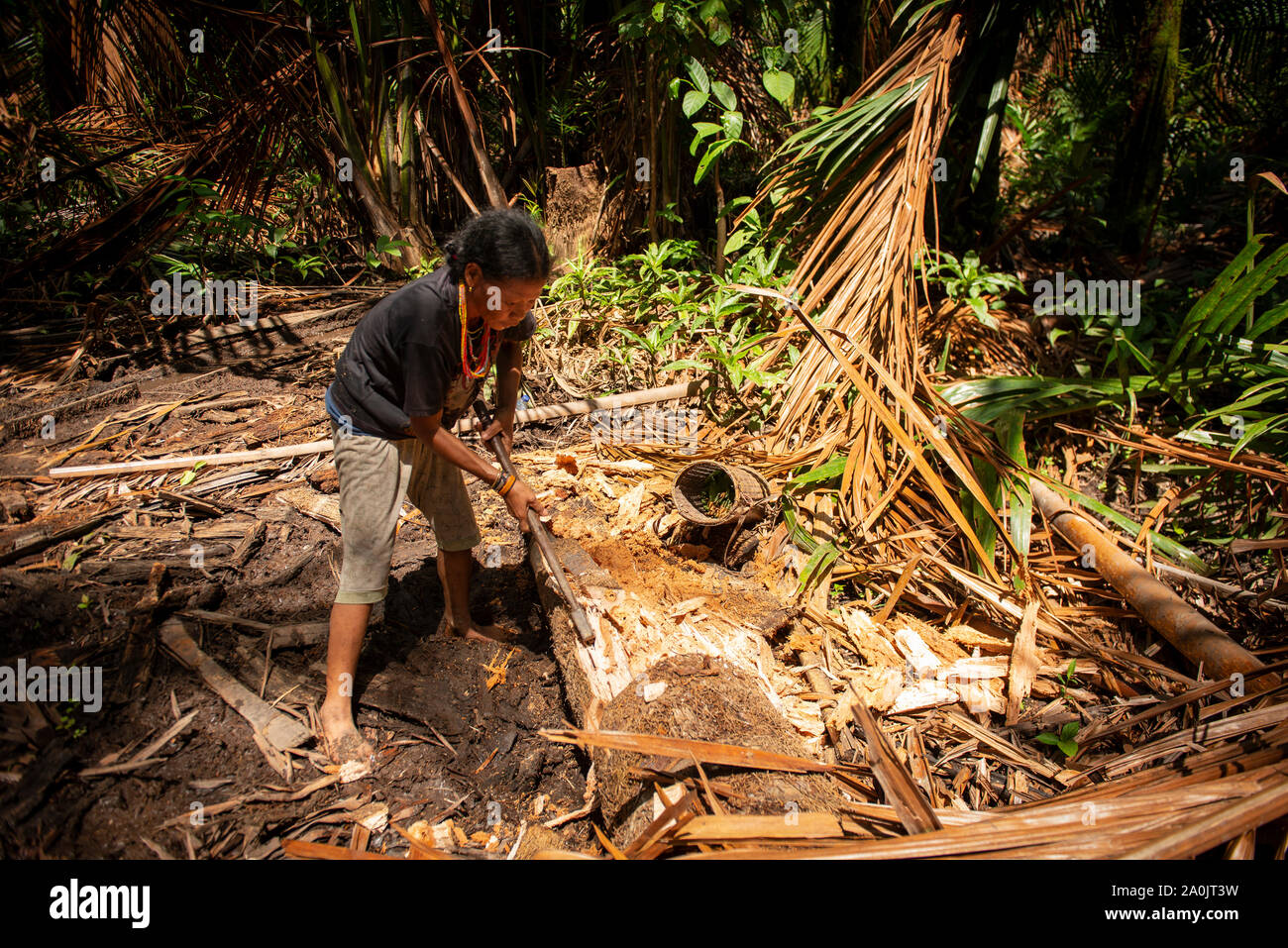 Mentawai tribe woman cutting a rotten log to look for food in the jung ...