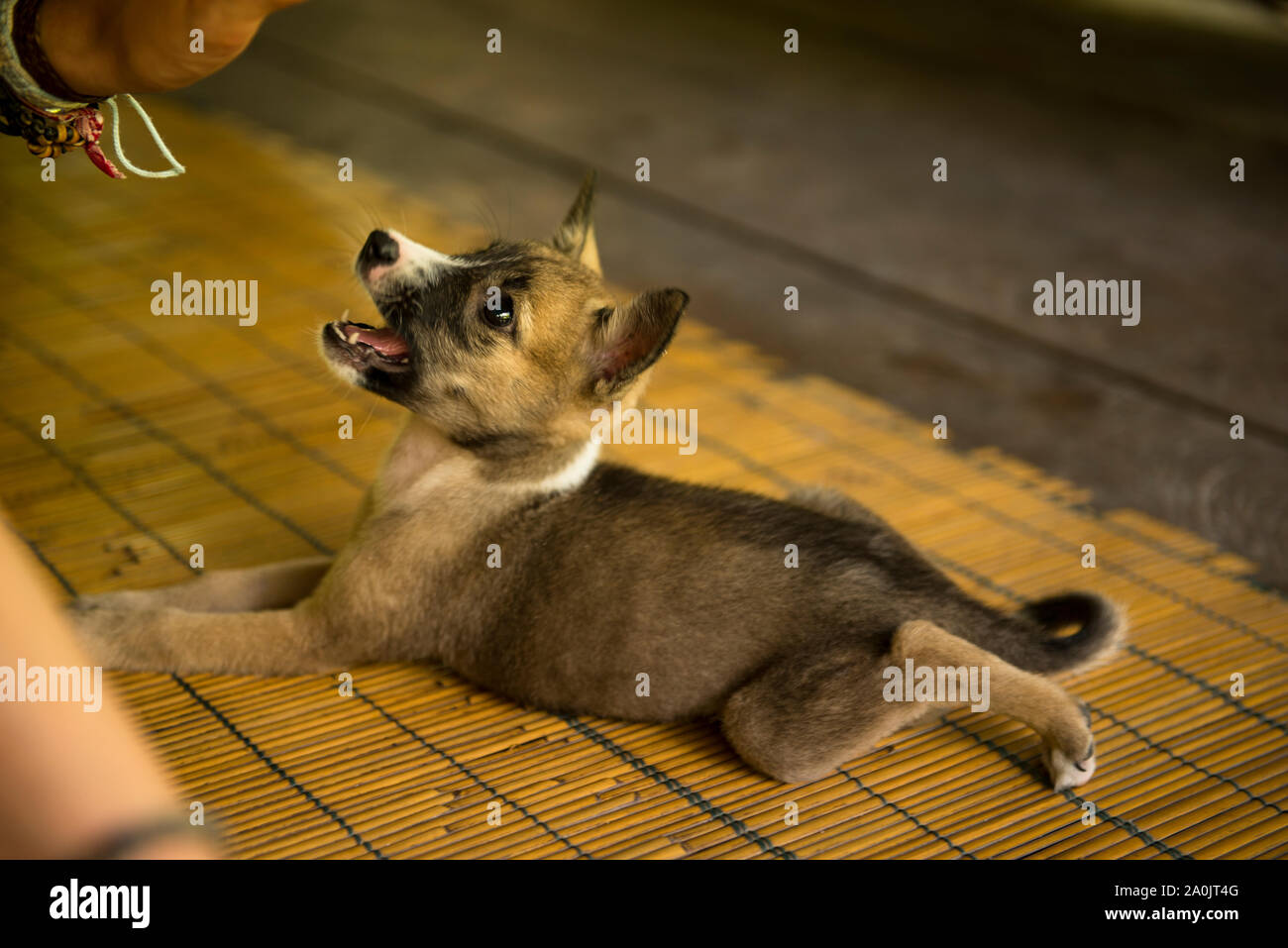 Hunter dog puppy used in hunting by men from the Mentwai tribe Stock ...
