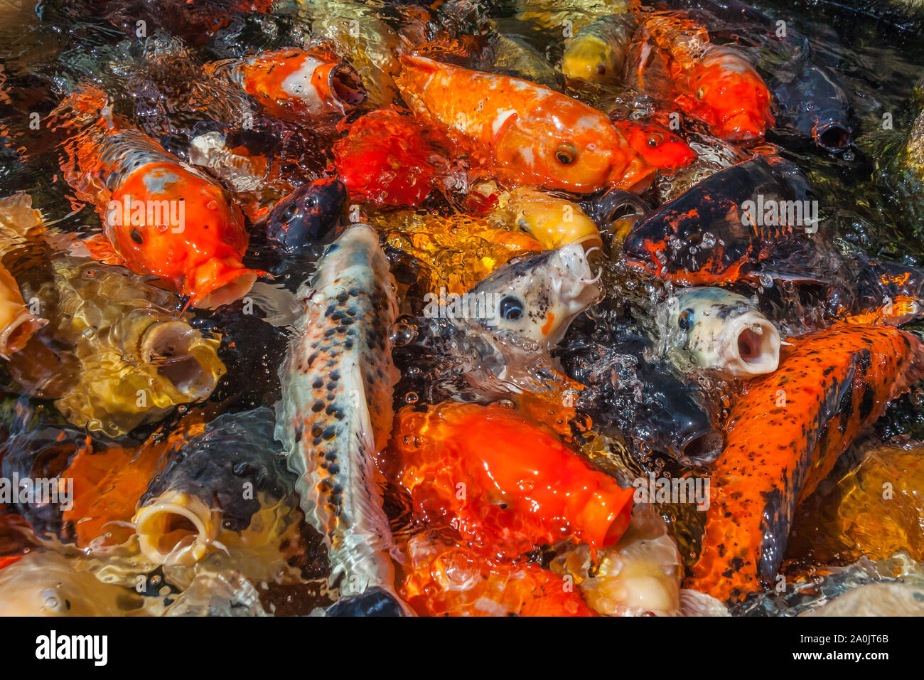 Beautiful koi fish feeding hi-res stock photography and images - Alamy
