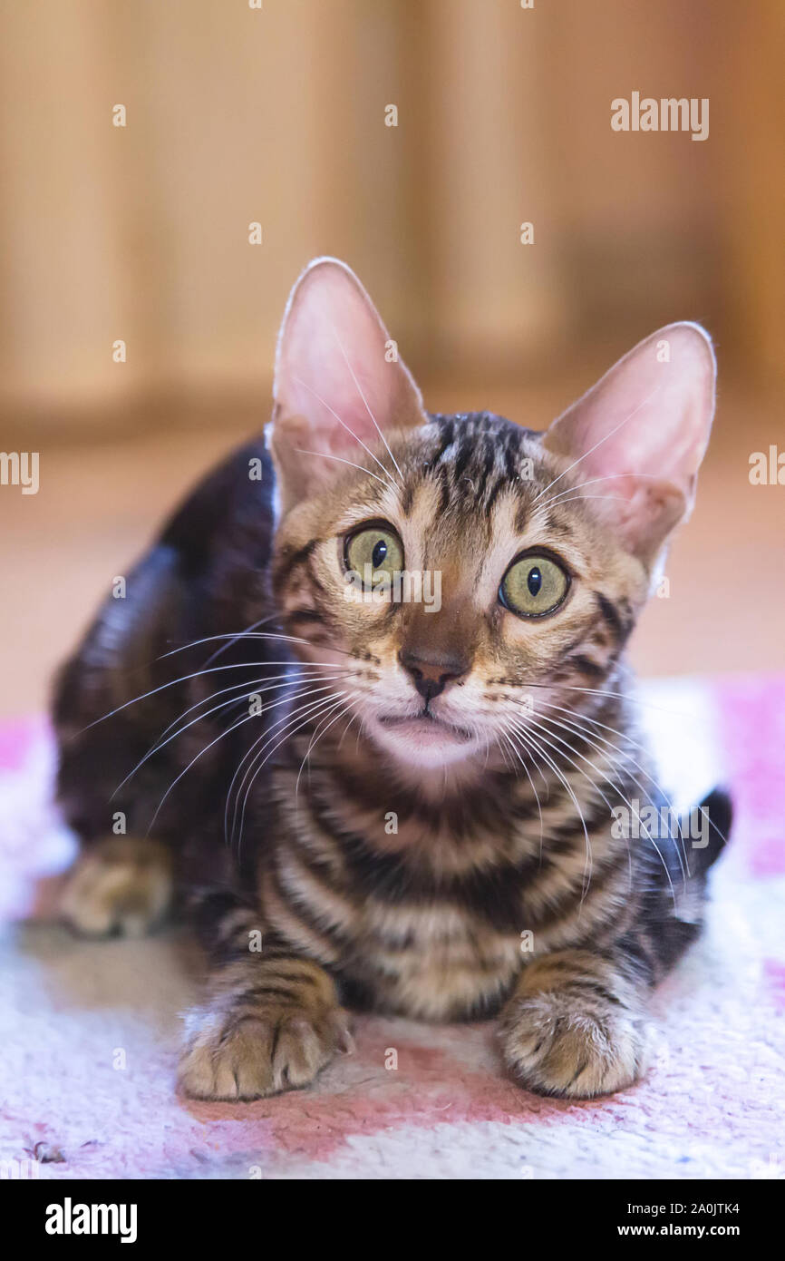 Bengal cat adult domestic hi-res stock photography and images - Alamy