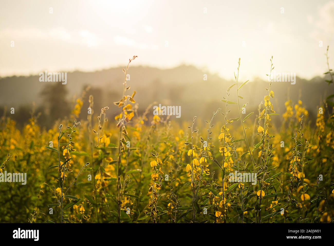 Crotalaria flowers hi-res stock photography and images - Alamy