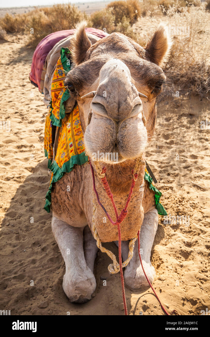 A camel on a Thar Desert Camel Safari, Rajasthan, India Stock Photo - Alamy