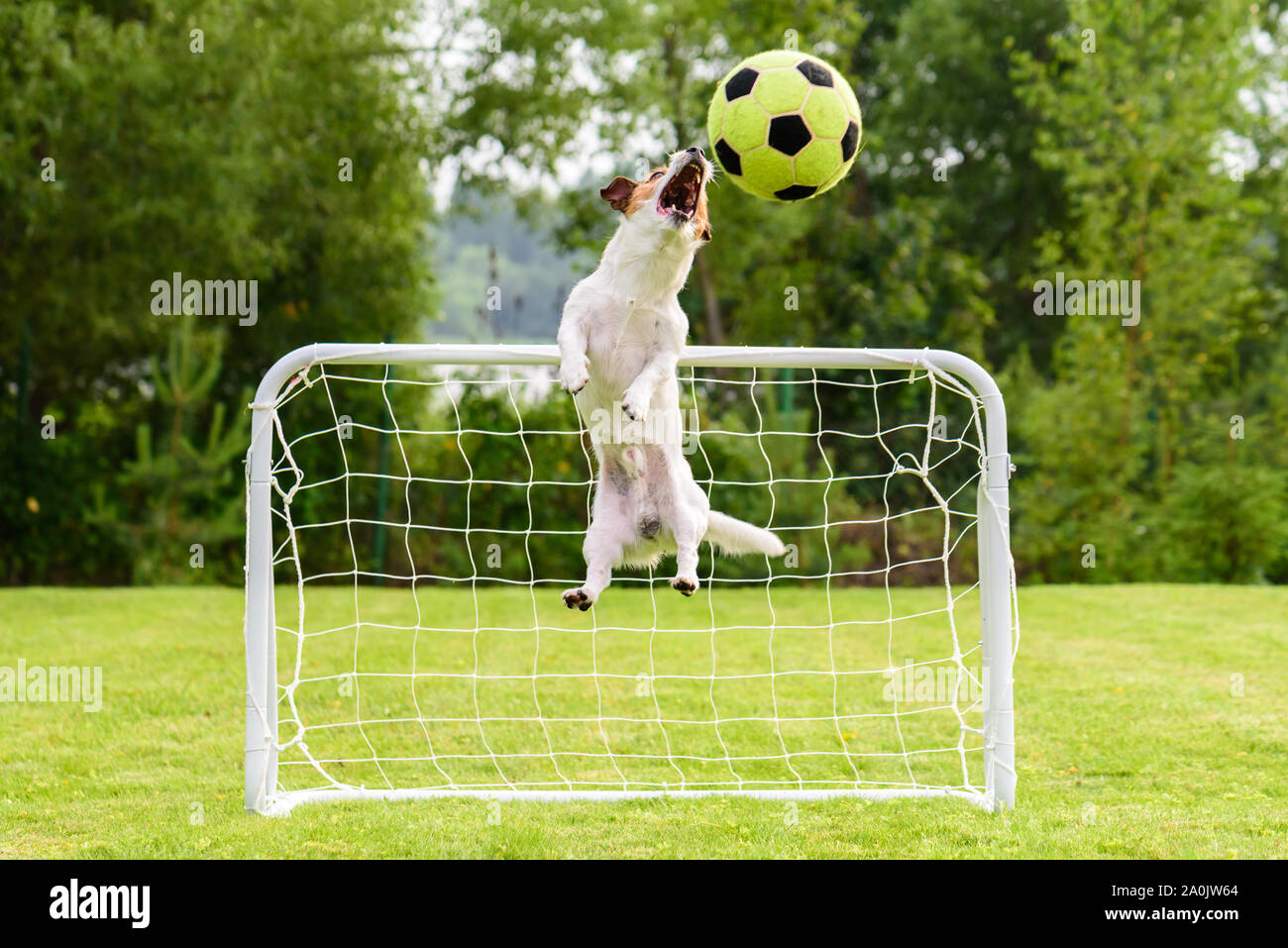 Jumping goalkeeper catching football (soccer) ball Stock Photo - Alamy