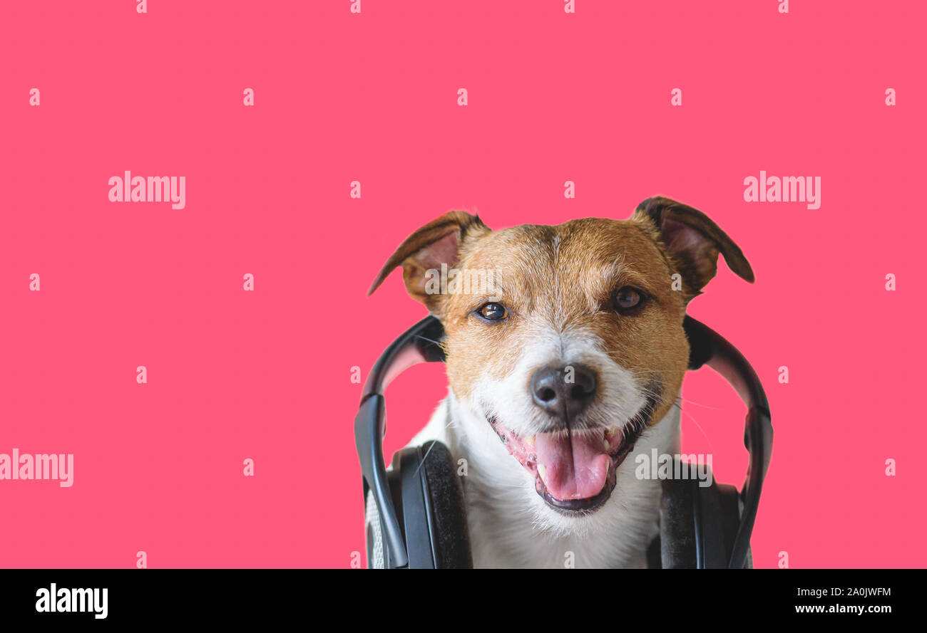 Dog with headset hi-res stock photography and images - Alamy