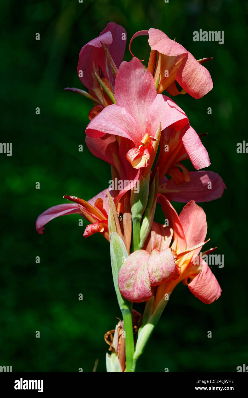 Latina province italy hi-res stock photography and images - Alamy