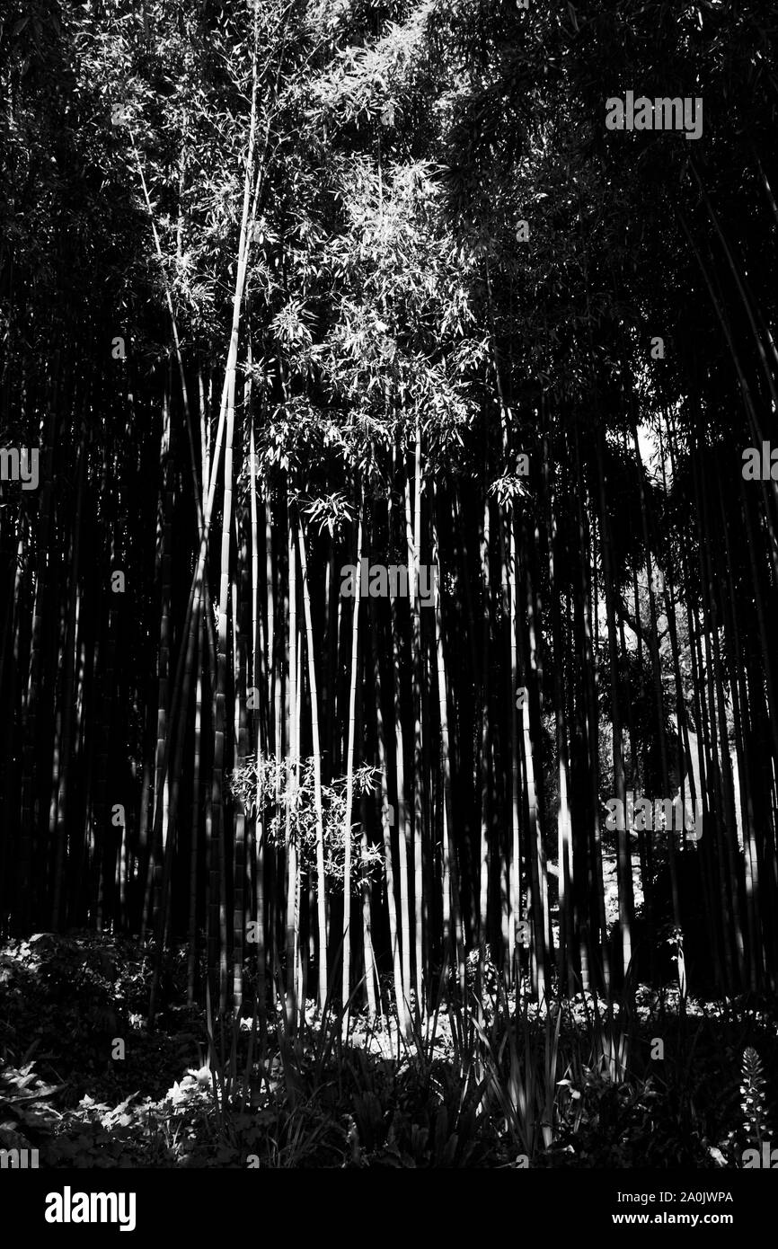 Shade plants garden Black and White Stock Photos & Images - Alamy