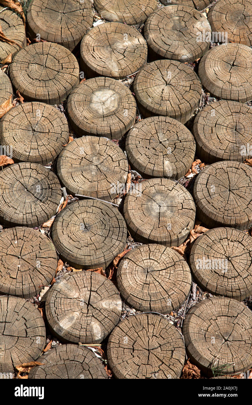 Wooden Trunks forming Footpath, Background Stock Photo - Alamy