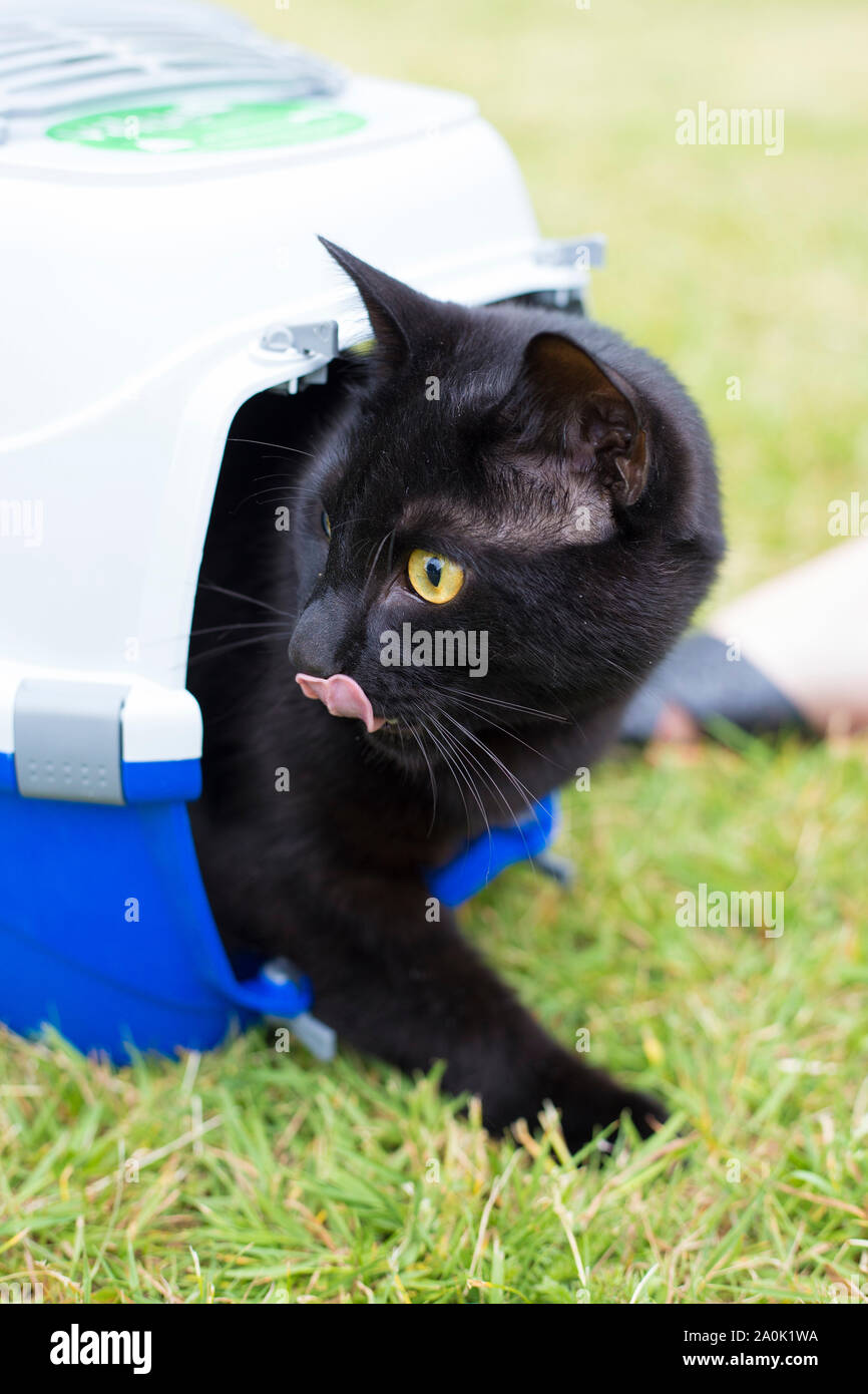 A black cat in London. Photo by Akira Suemori Stock Photo - Alamy
