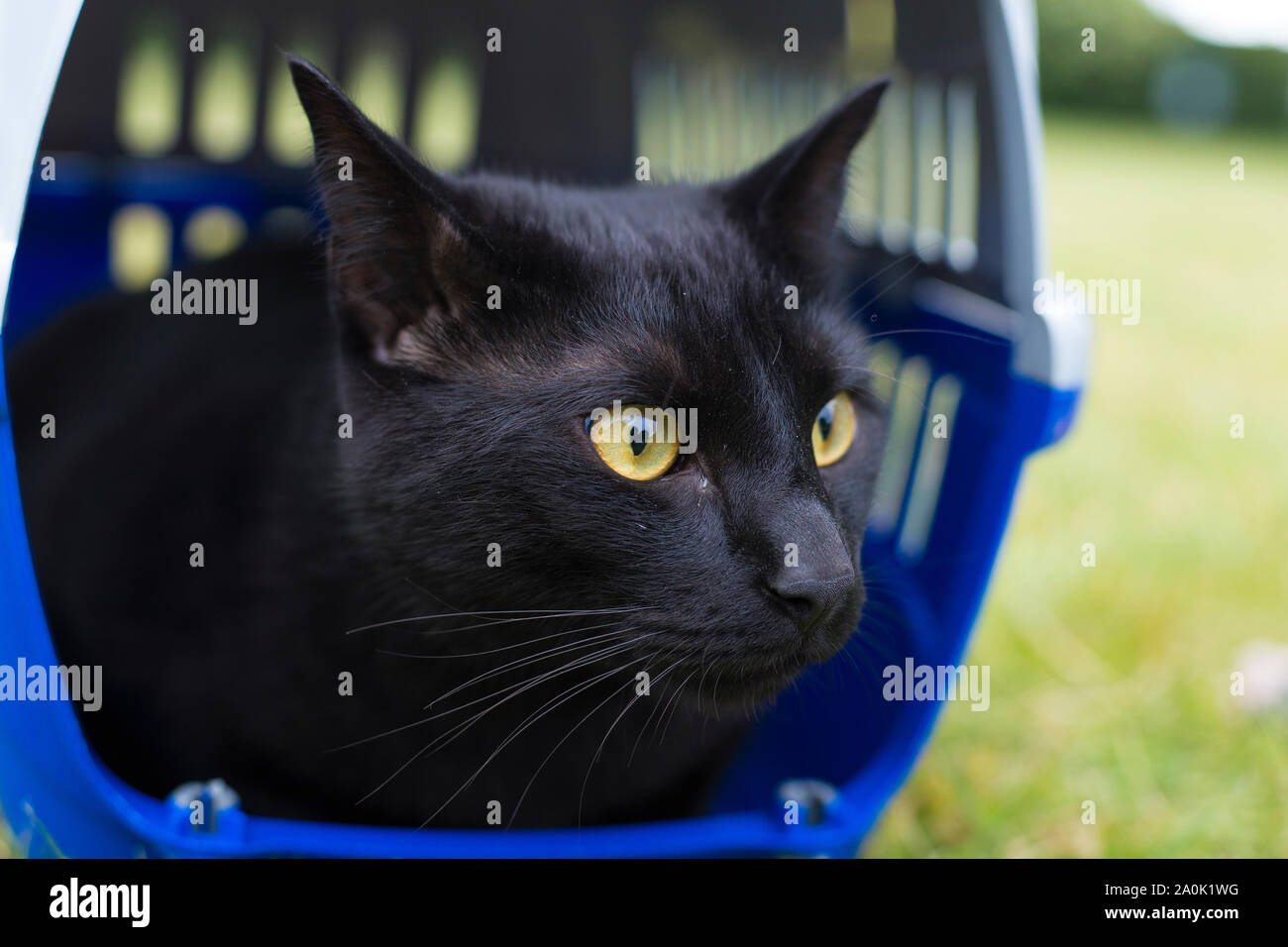 A black cat in London. Photo by Akira Suemori Stock Photo - Alamy