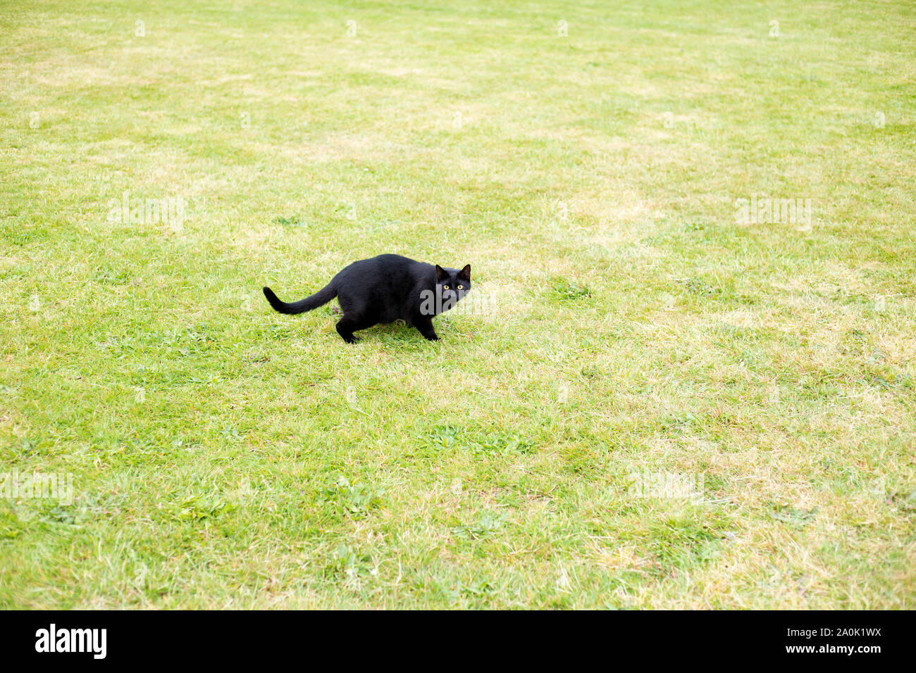 A black cat in London. Photo by Akira Suemori Stock Photo - Alamy