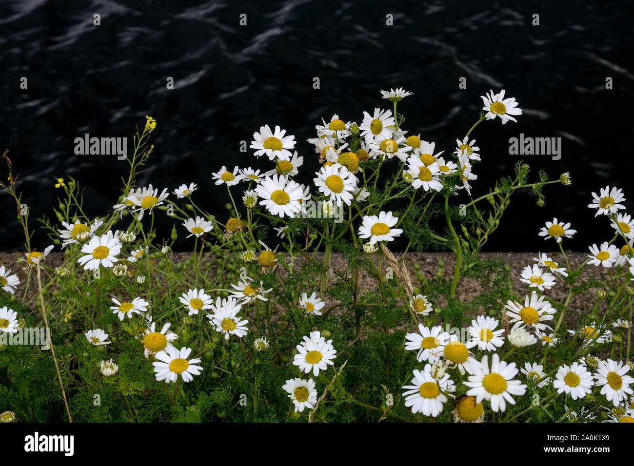 Wild daisy flowers growing on a seaside jetty Stock Photo - Alamy