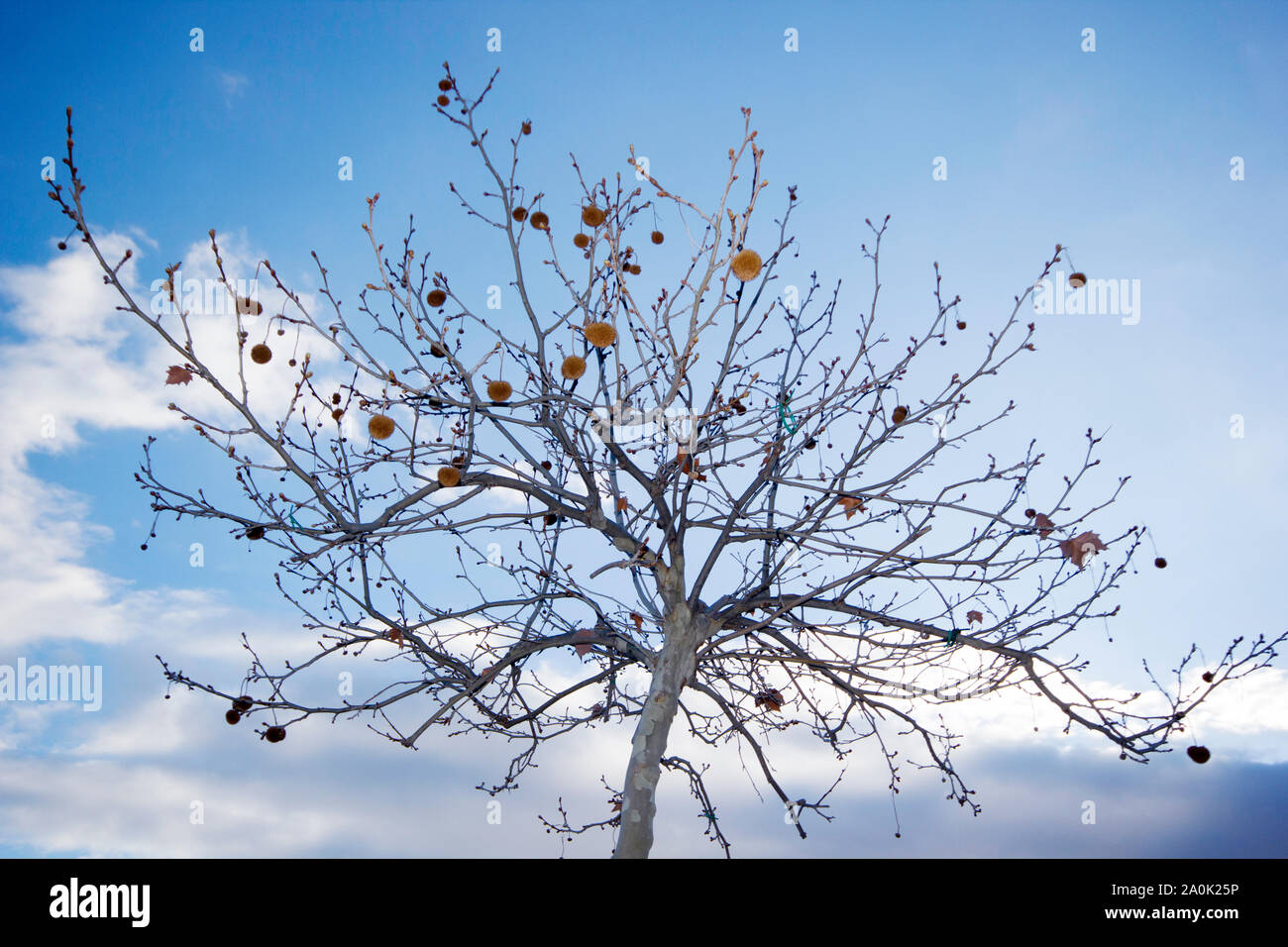 plane tree with seeds and blue sky Stock Photo - Alamy