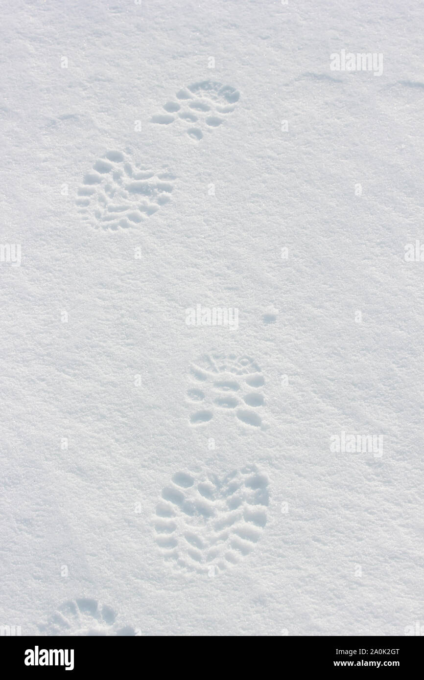 Foot steps on snow ground Stock Photo - Alamy