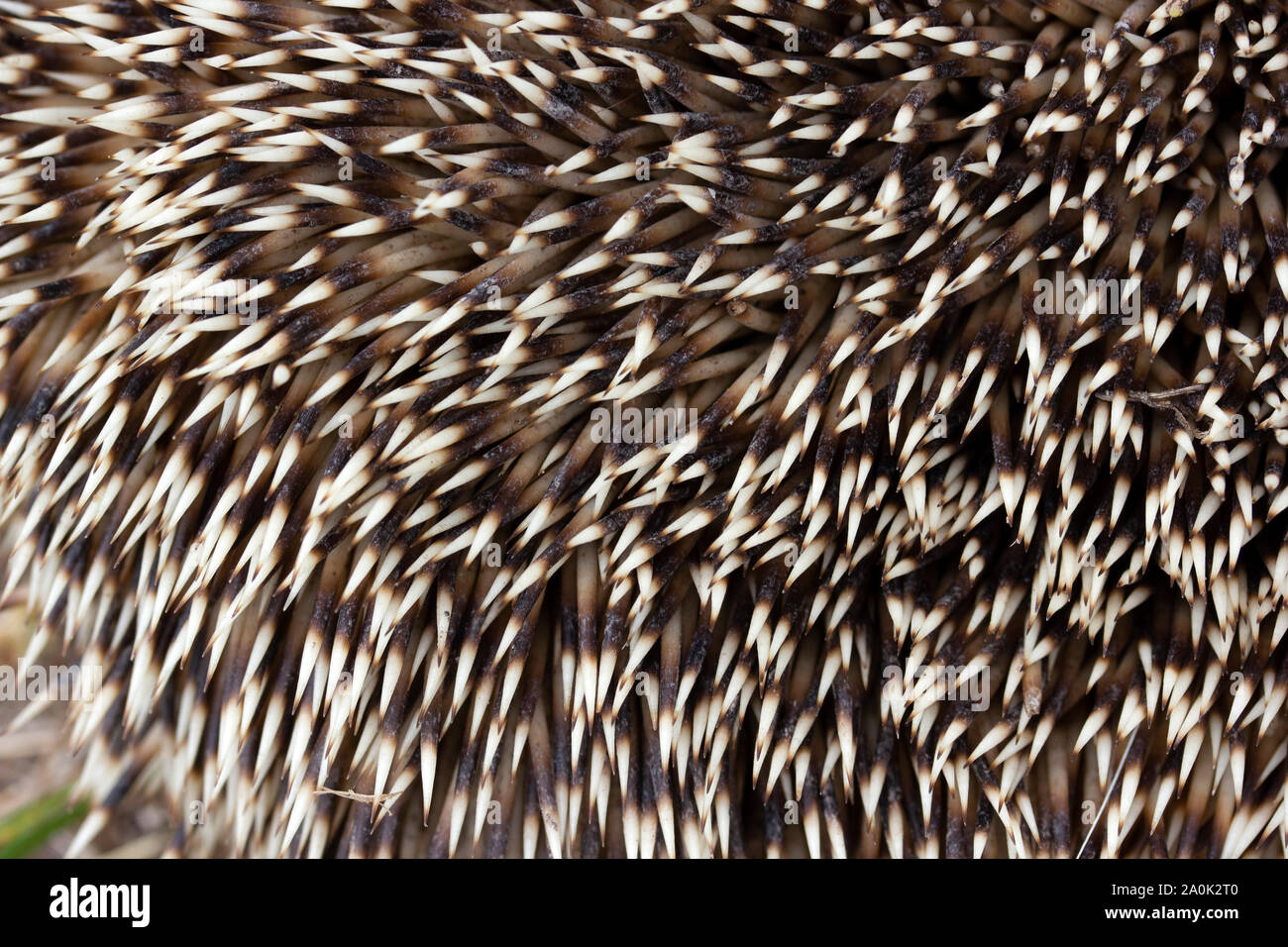 Four-toed hedgehog thorns (Erinaceus europaeus Stock Photo - Alamy