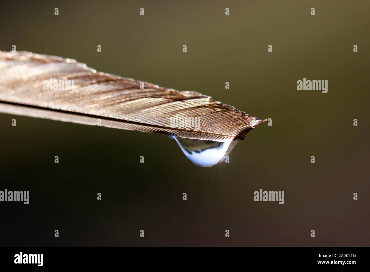 water drops on bird feather Stock Photo - Alamy