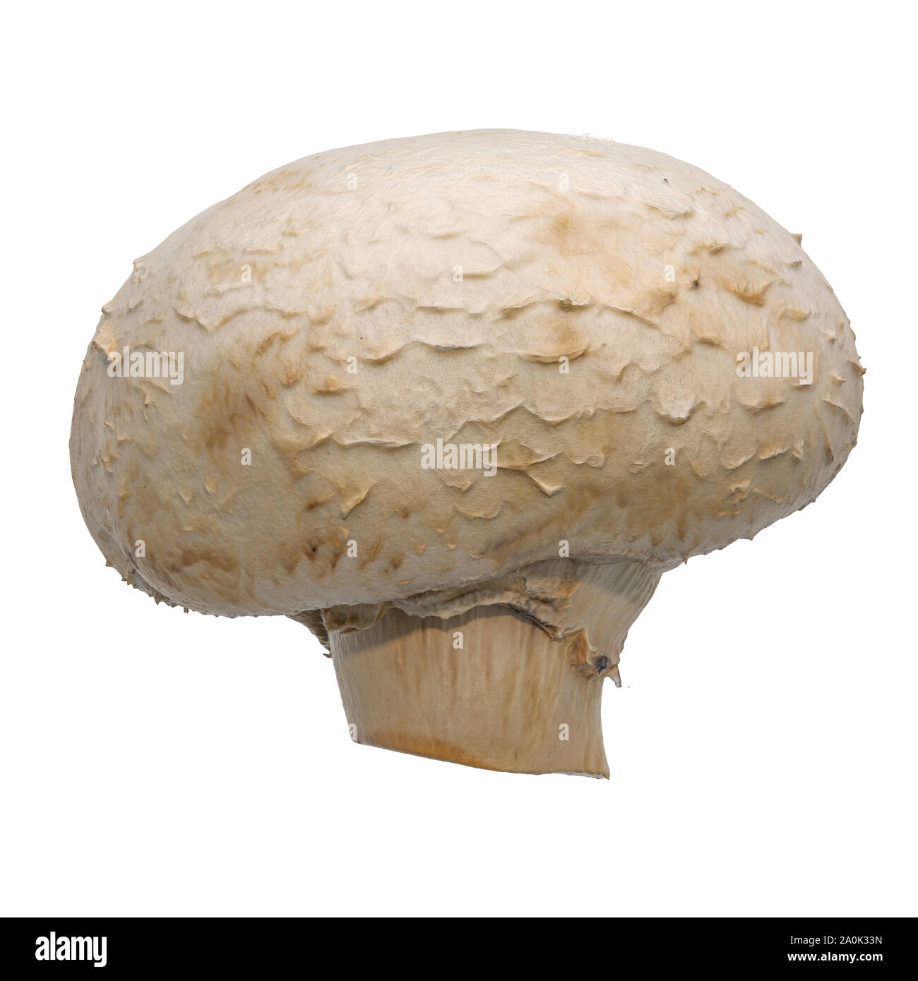 Champignon mushroom close-up 3d rendering with realistic texture ...