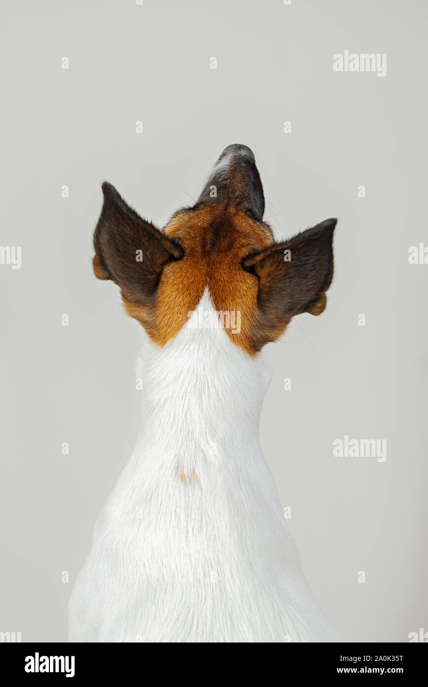 Back view of dog's back on white studio background. Close up view of ...