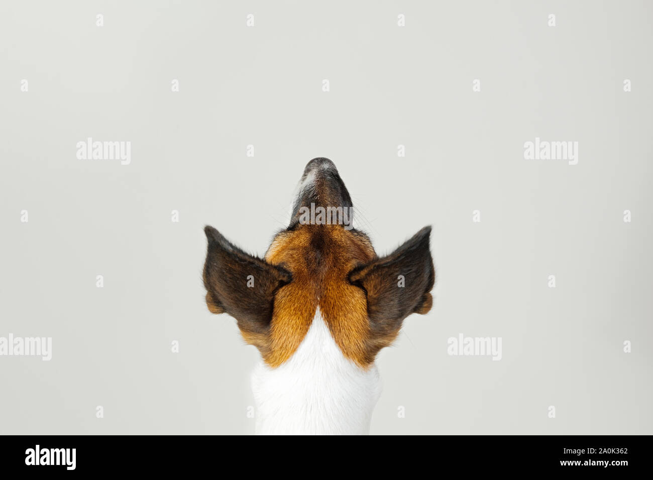 Back view of dog's neck and head on white studio background. Close up ...