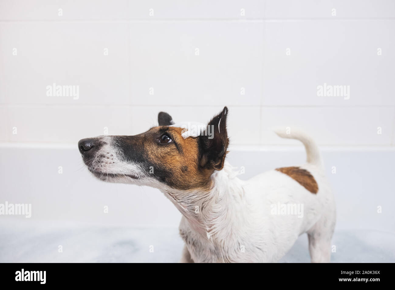 Wet soapy puppy standing in a bathtub. Concept of care about your dog ...