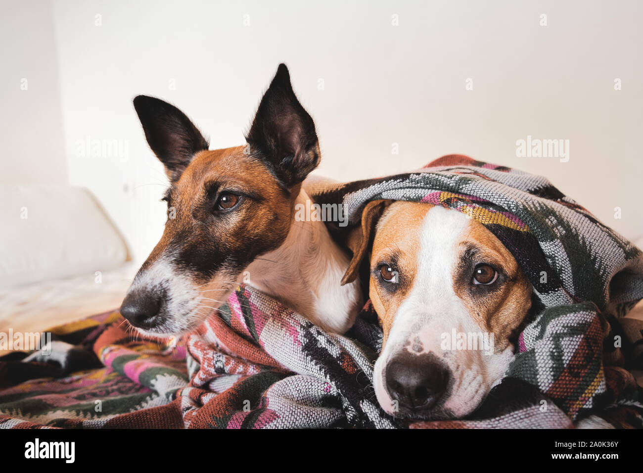 Two young dogs lay together under a poncho on the sofa. Сoncept of ...