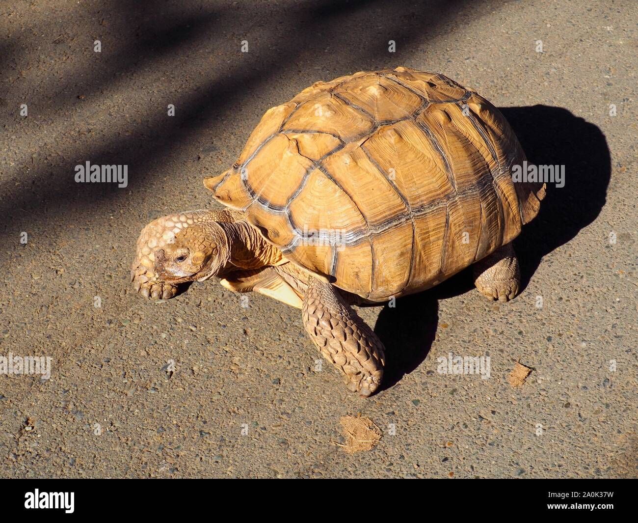 Calgado tortoise on an evening crawl, a gentle giant from Africa Stock ...