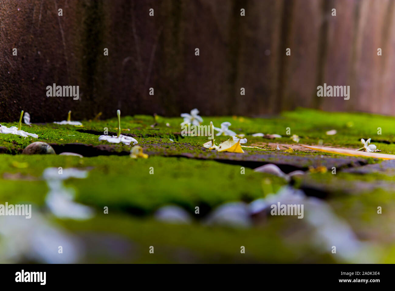 Moss texture. Moss background. Green moss on grunge texture, background ...