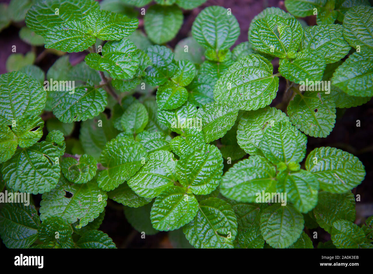 Green peppermint Plant Grow Background. Colorful nature green ...