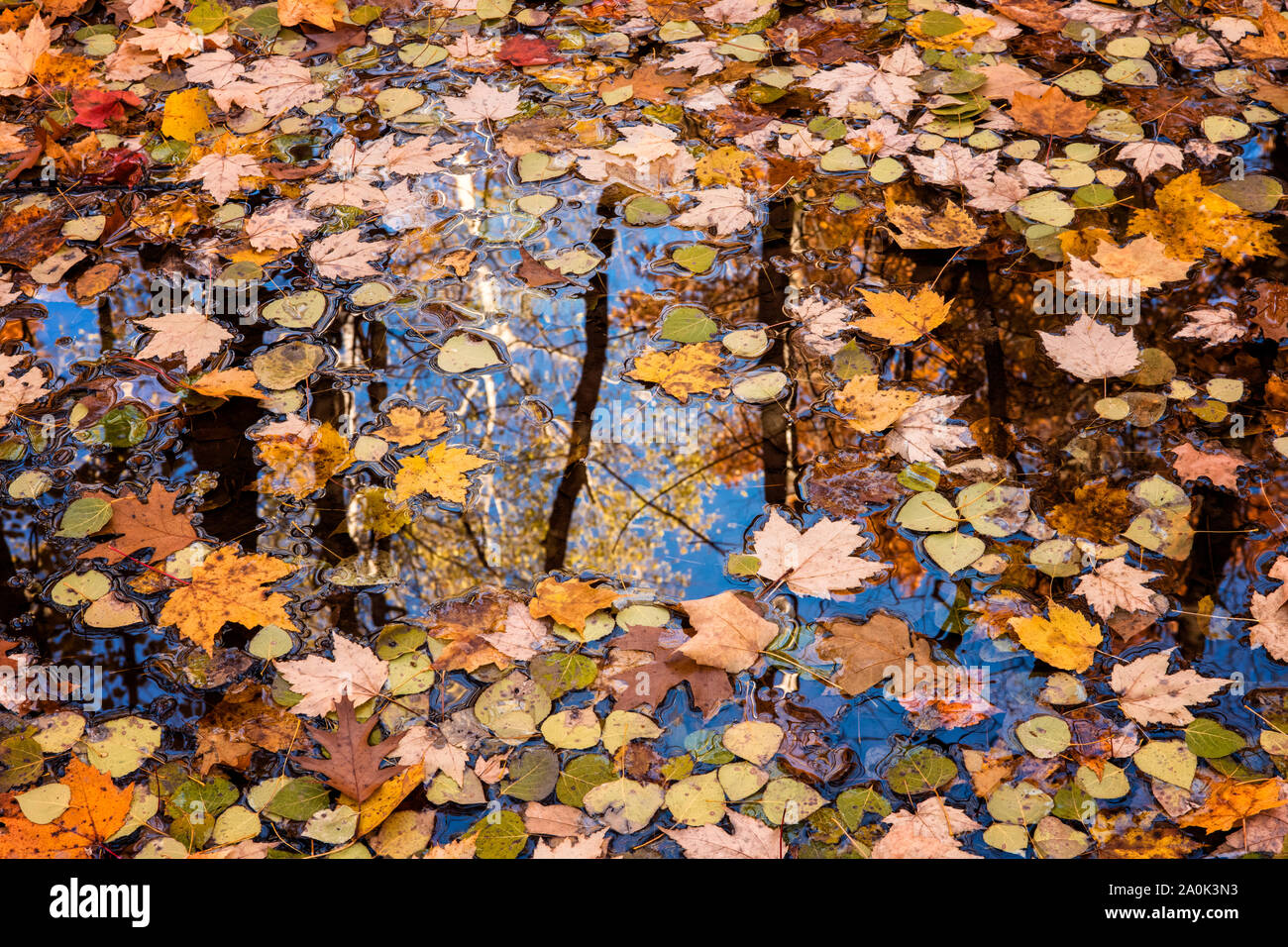Autumn leaves in small pool with sky and trees reflecting Stock Photo ...