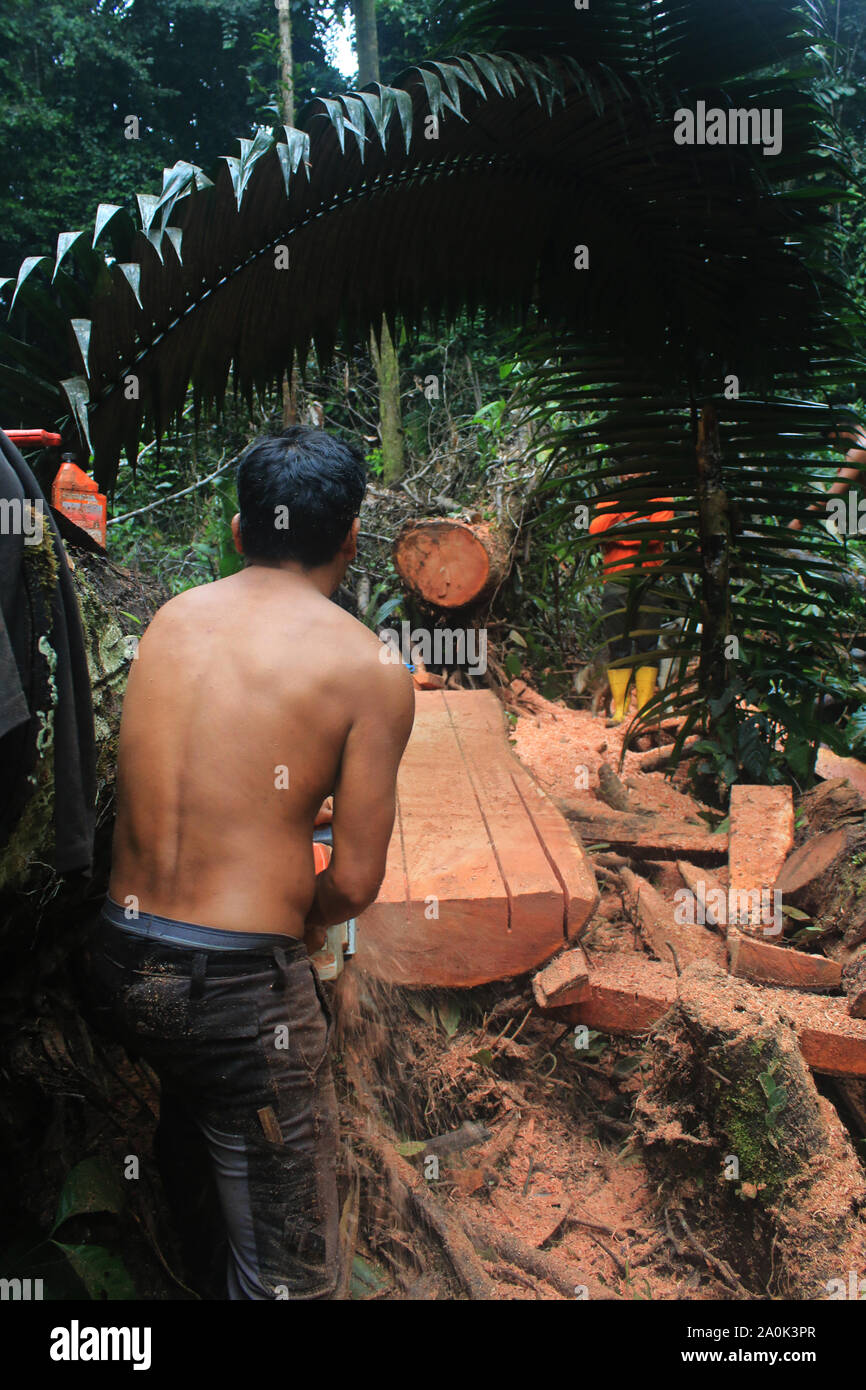 Logging within tropical forest, a large trunk being cut in pieces with ...