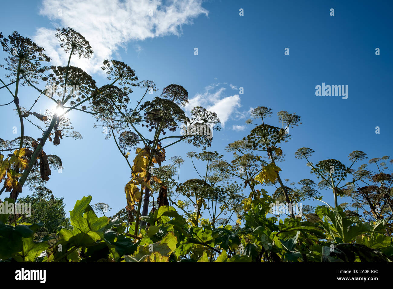 Giant Hogweed, a giant hogweed against blue sky, Dangerous plant leads ...
