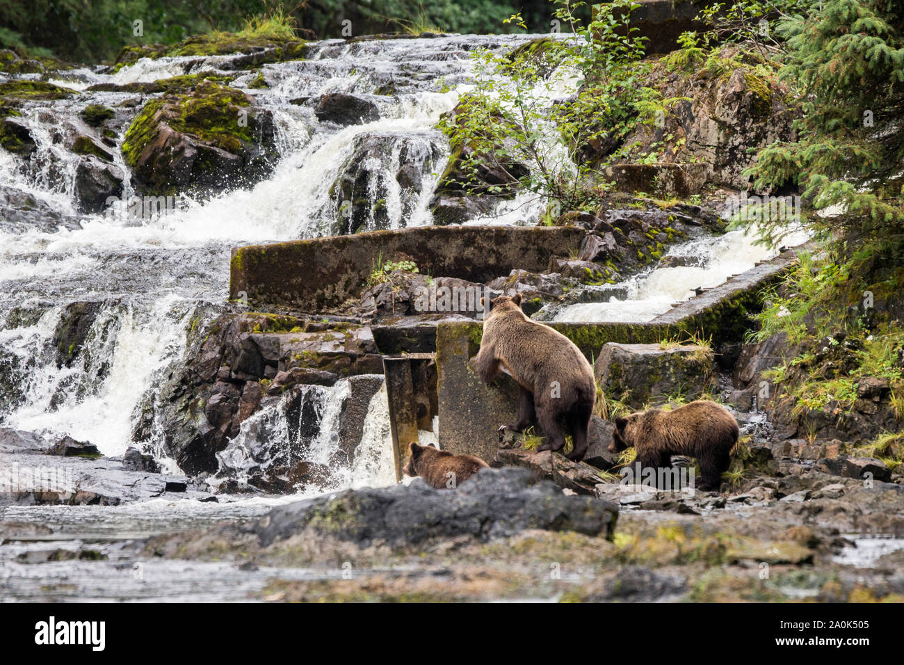 A mama grizzly coastal brown bear and her two yearling cubs climb rocks ...