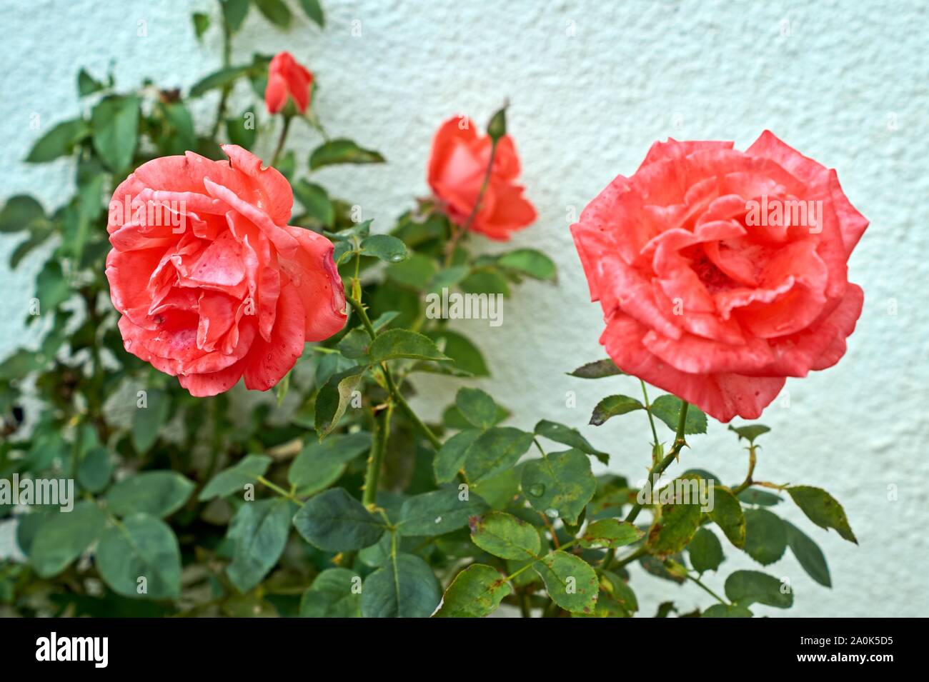 Coral rose flower in roses garden. Top view. Soft focus Stock Photo - Alamy