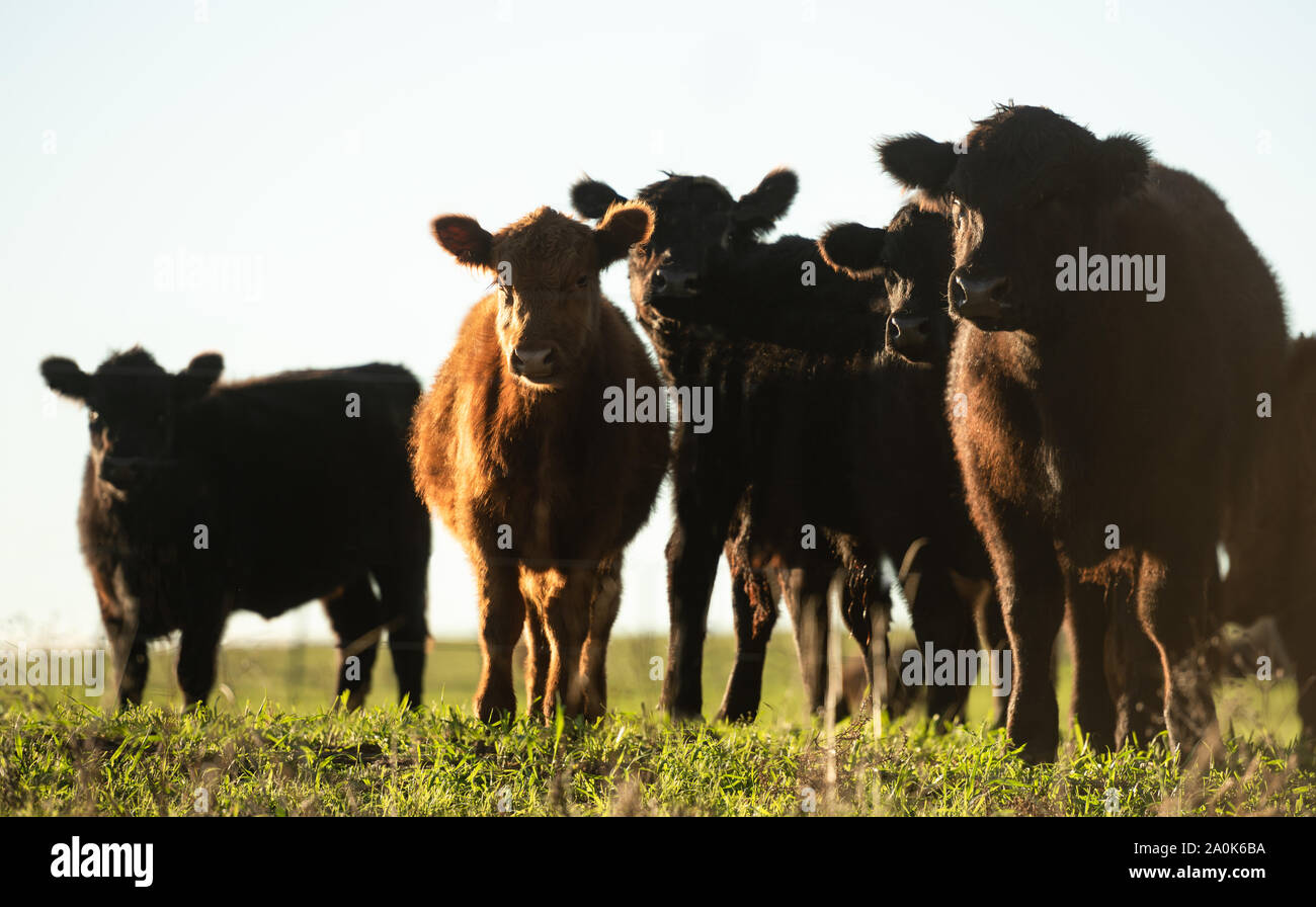Young steers in field hi-res stock photography and images - Alamy