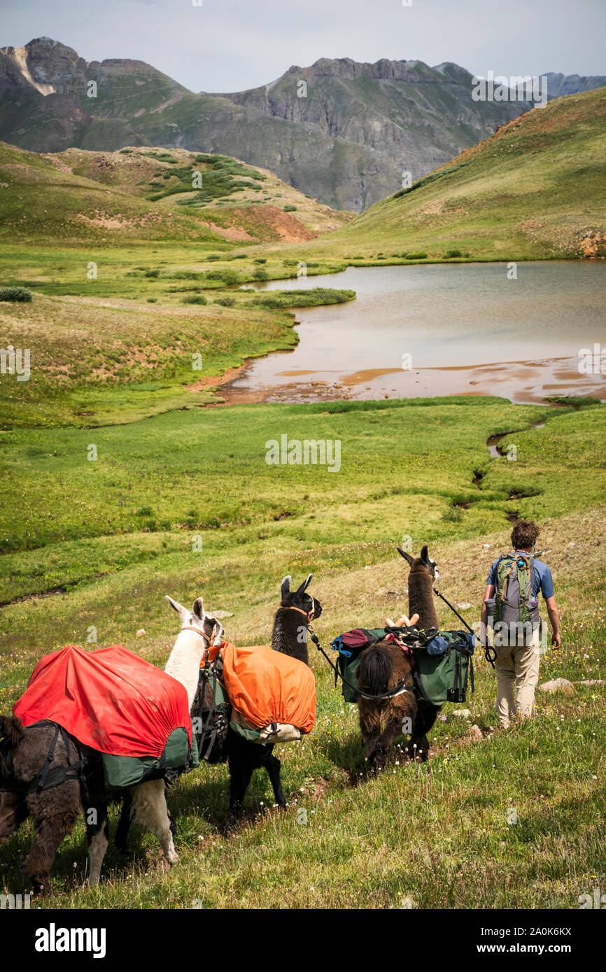 Caucasian male in his 20's leads a herd of pack llamas through the ...