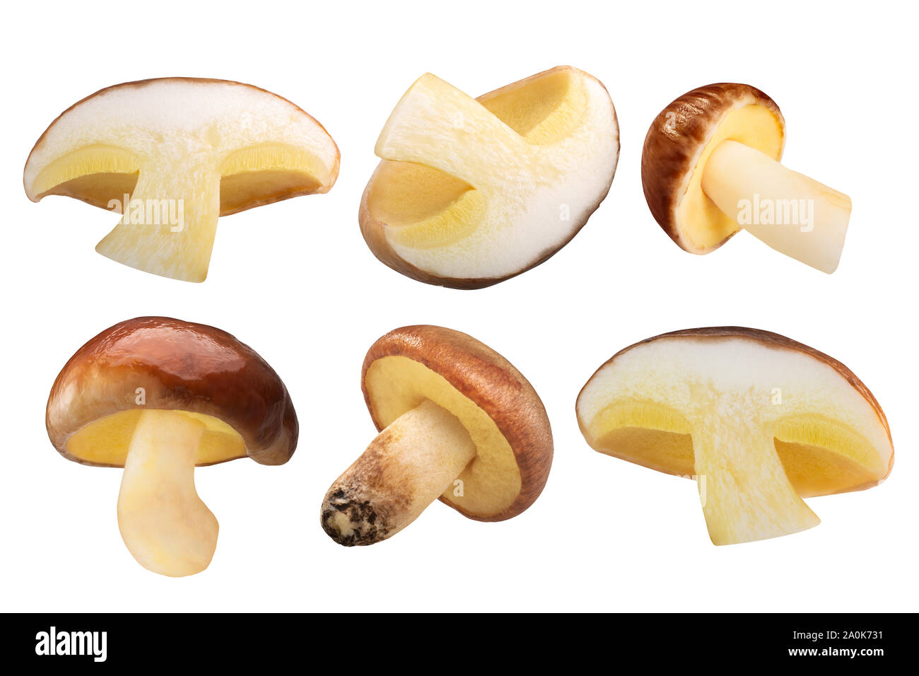 Slippery Jack mushrooms (Suillus luteus fruit bodies) cut in half and ...