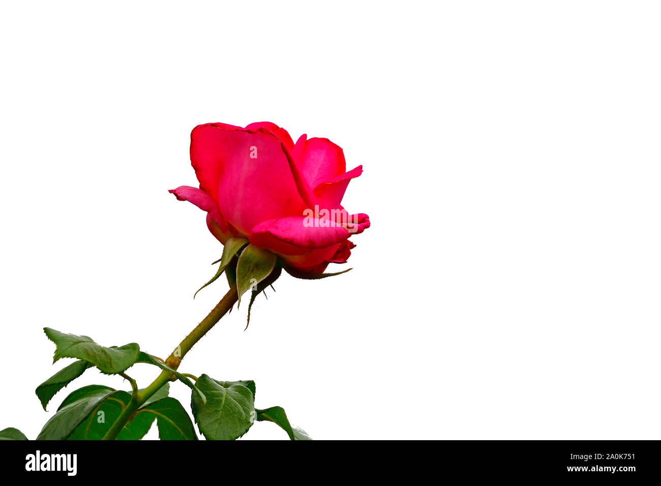 A side view image of a Red Rose on a white background Stock Photo - Alamy
