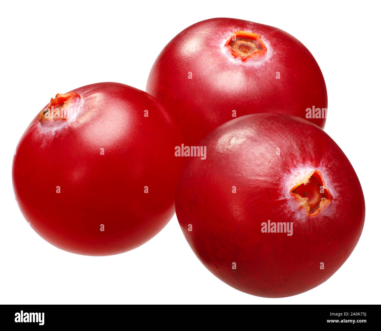 Three European cranberries (Vaccinium oxycoccus fruits) isolated on ...