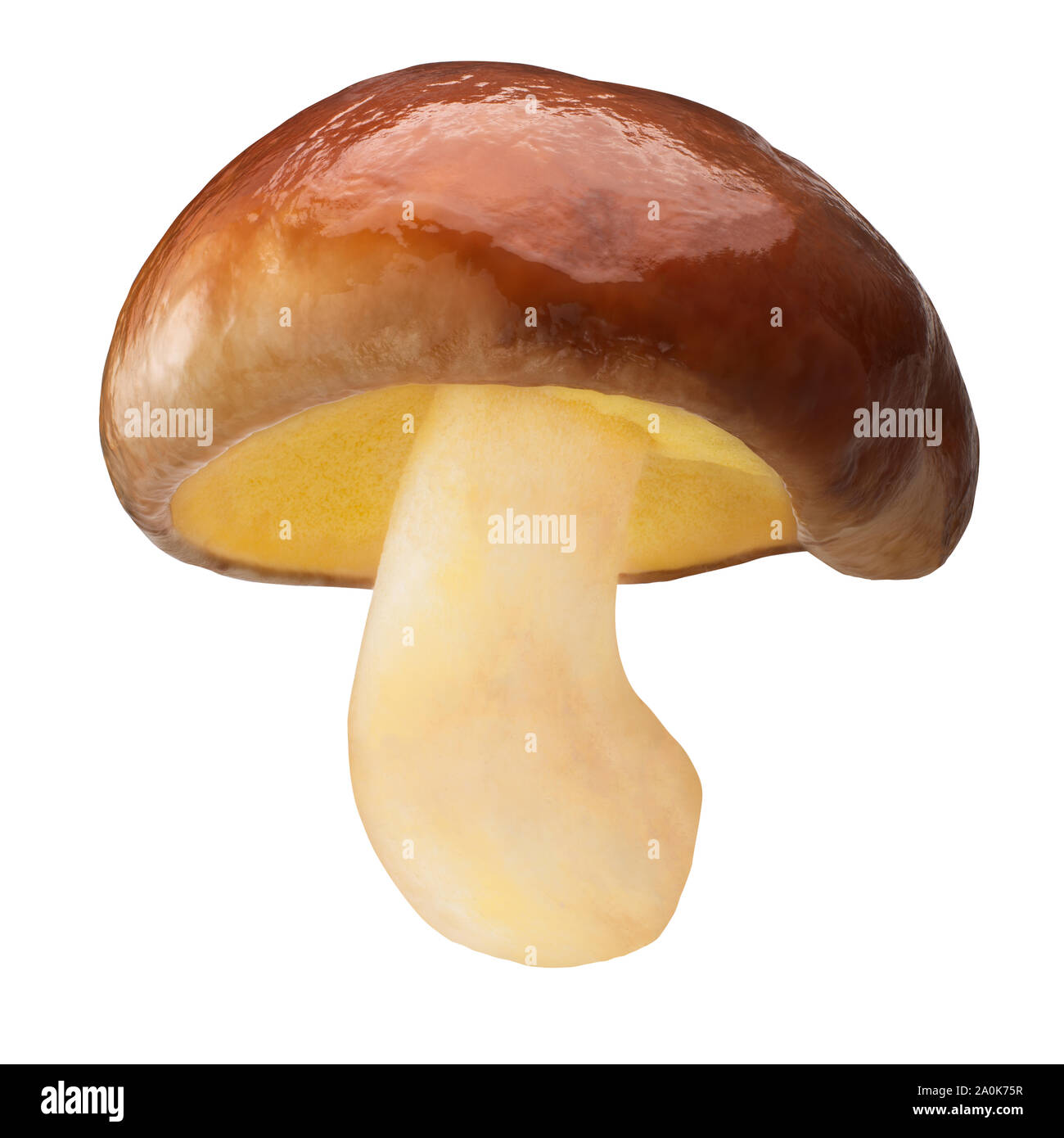 Slippery Jack mushroom (Suillus luteus fruit body) whole fungus ...