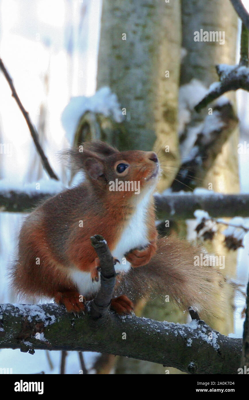 Drey squirrel hi-res stock photography and images - Alamy