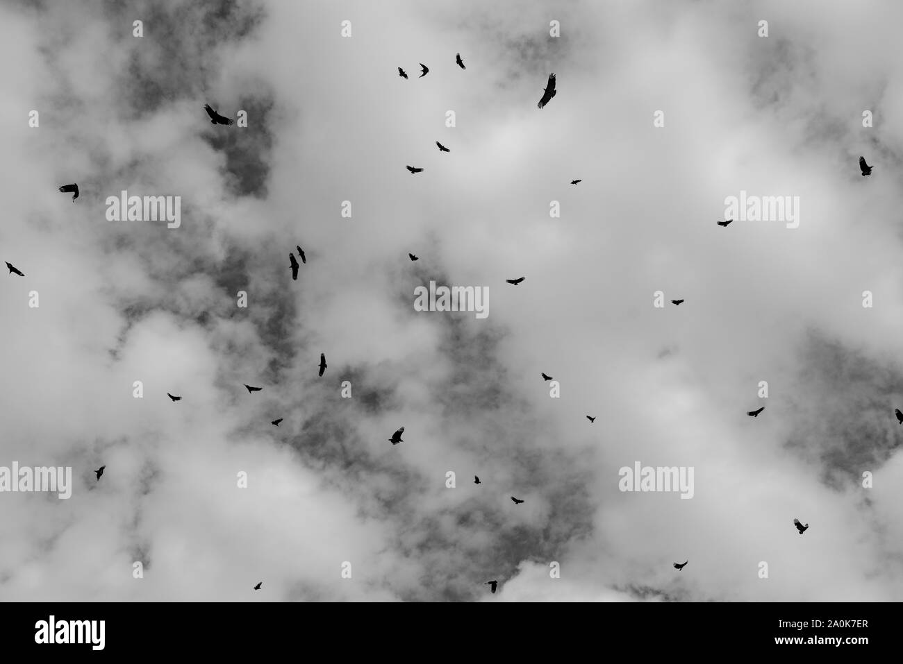 Flock birds in white sky Black and White Stock Photos & Images - Alamy