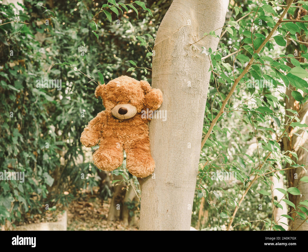 Brown teddy bear, sitting comfortably in a tree as if it had a life of ...