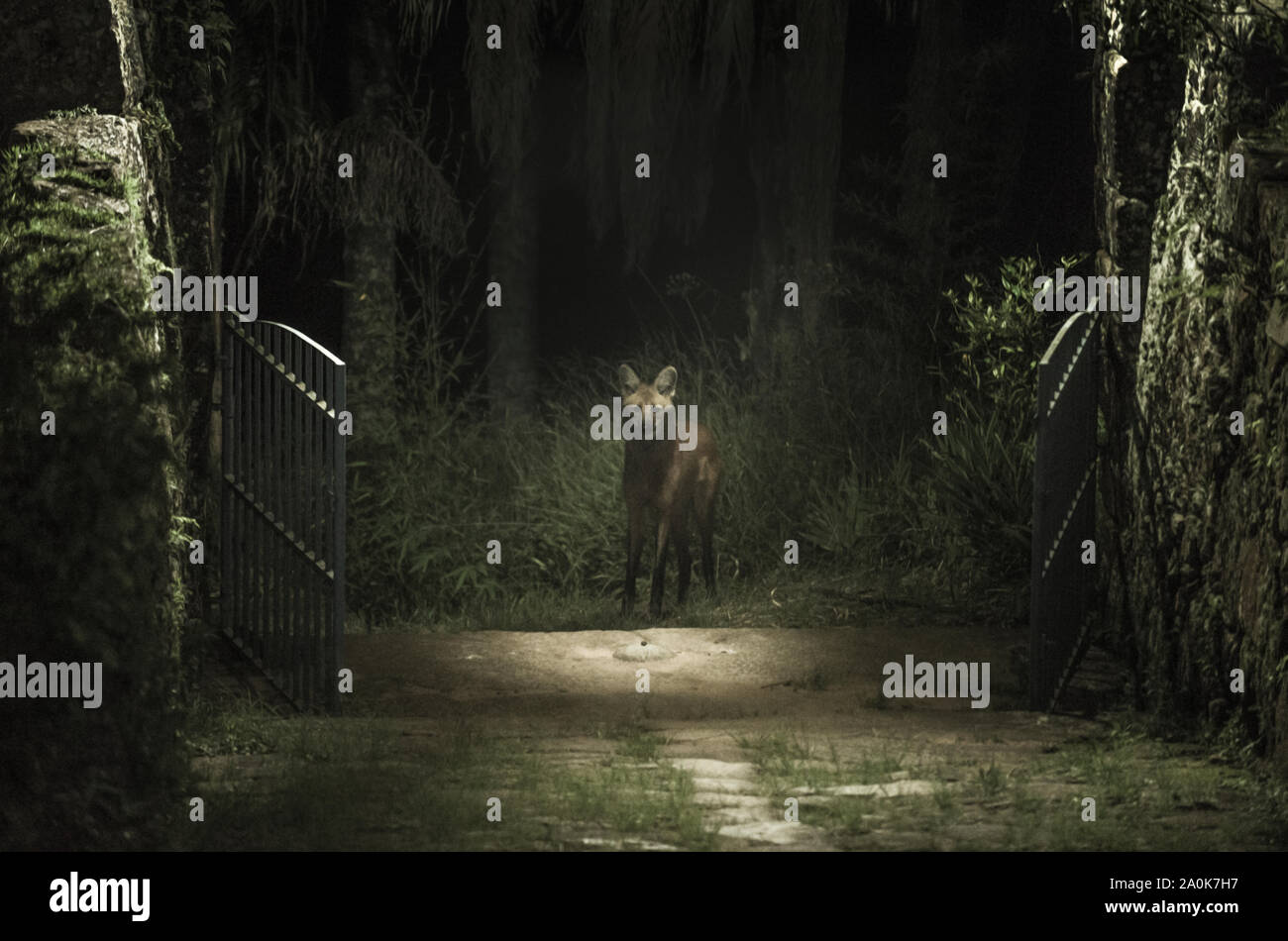 Wolf gate hi-res stock photography and images - Alamy